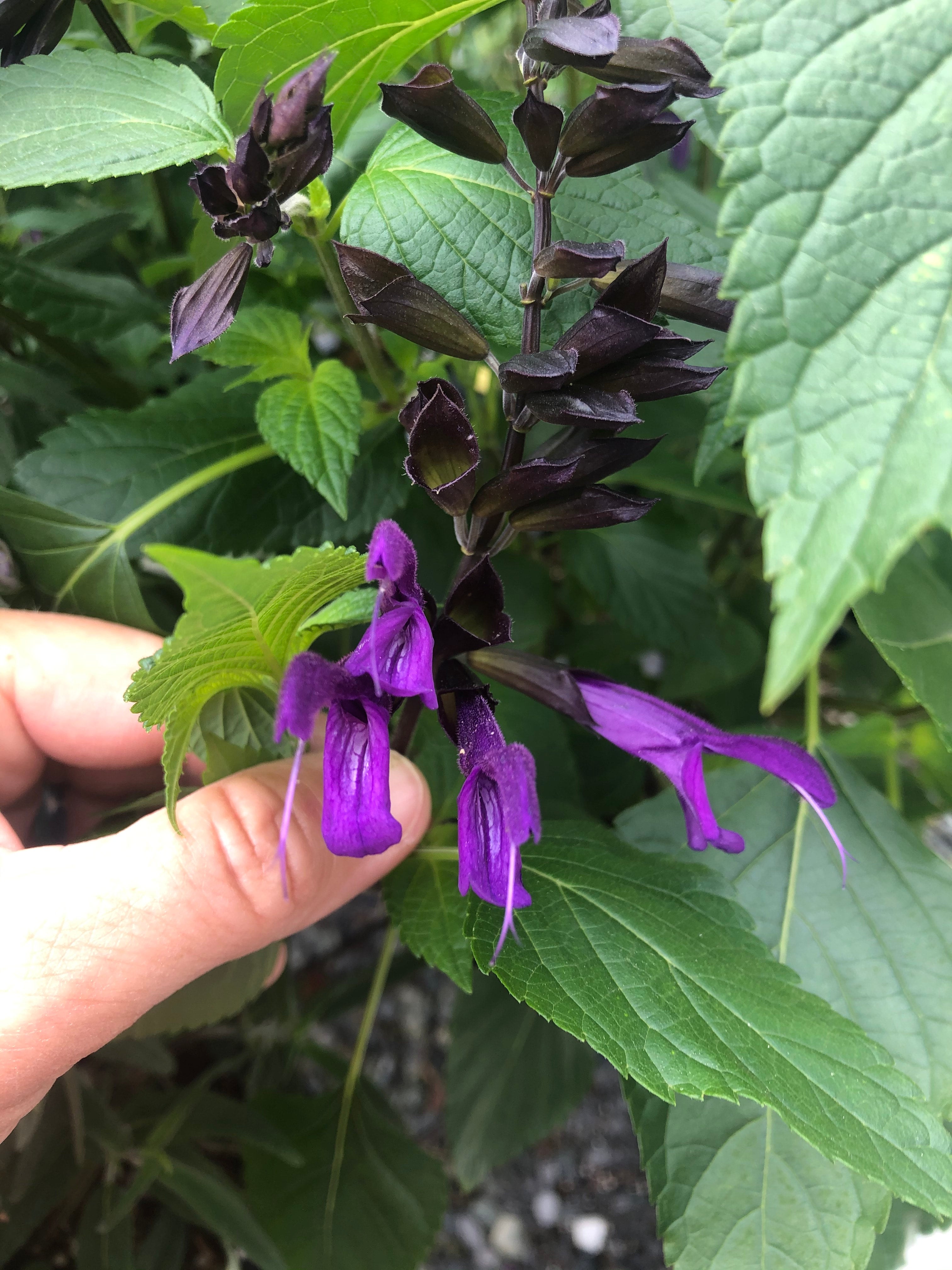 Salvia Black and Blue - 1 Gallon Pots | Bowensville Farm and Nursery