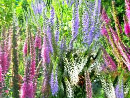 Veronica Sightseeing Mix | Bowensville Farm and Nursery