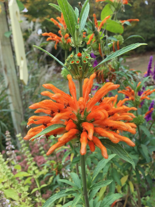 Lion's Mane Plant, Leonodis