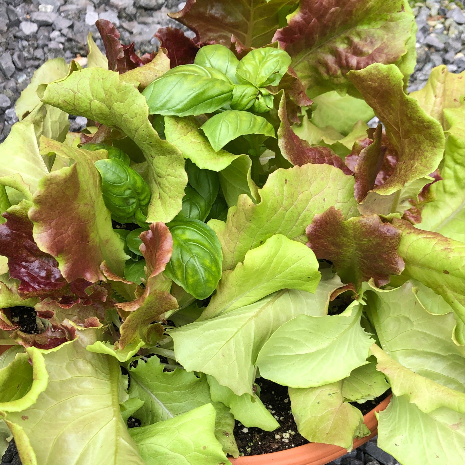 Summer Lettuce Bowls | Bowensville Farm and Nursery