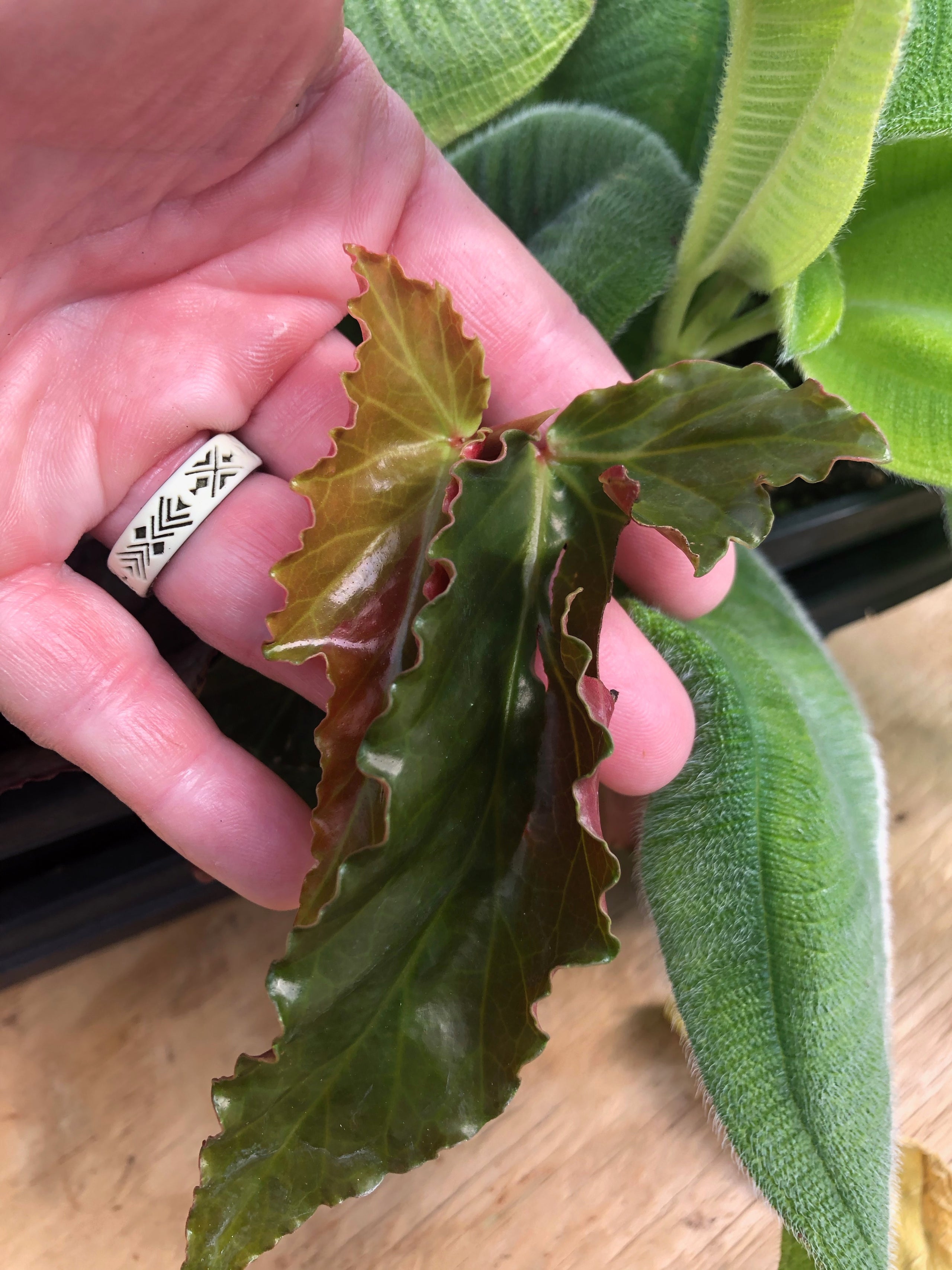 Angel Wing Begonia Torch Pink | Bowensville Farm and Nursery