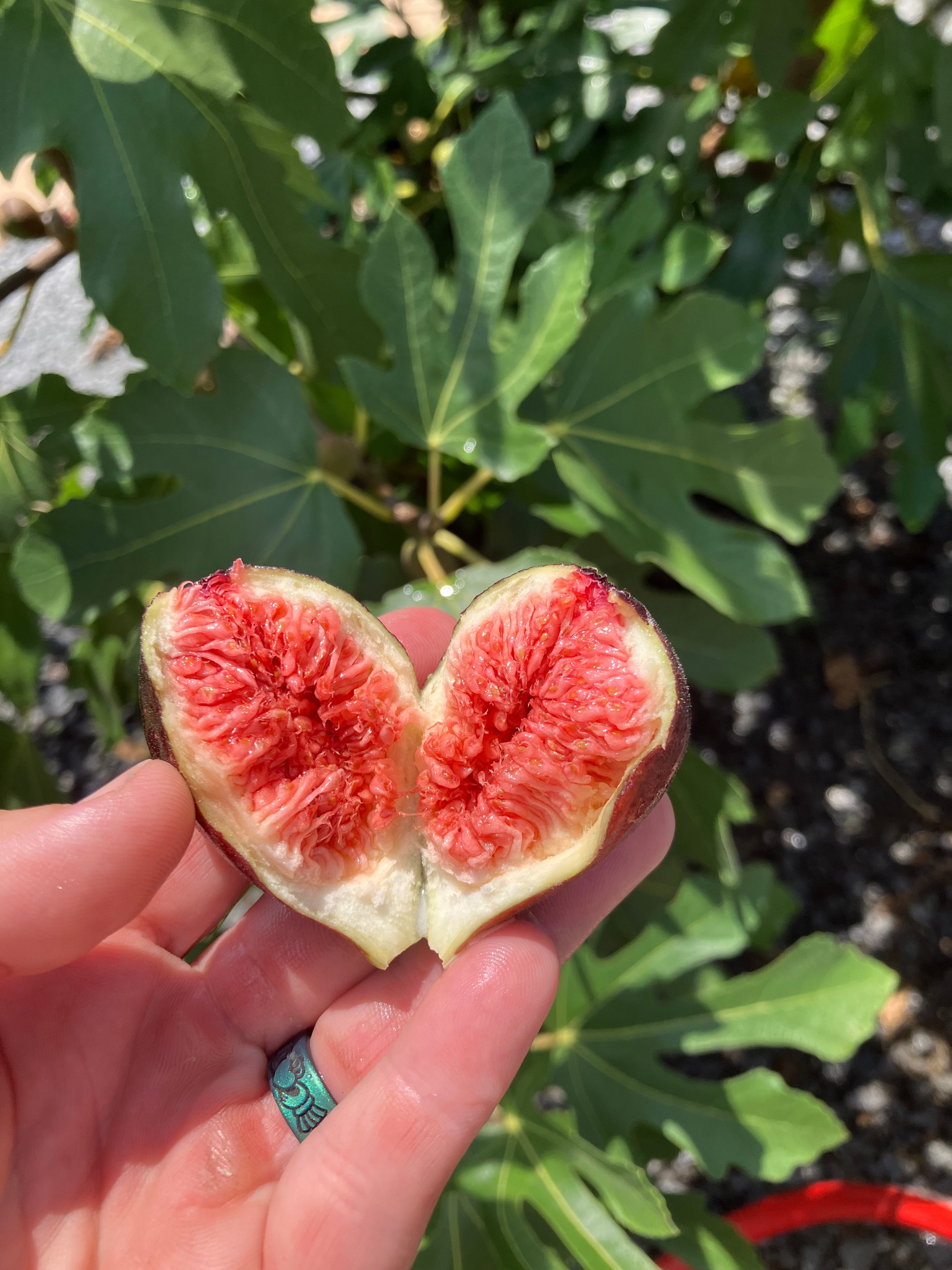 Little Miss Figgy Dwarf Fig | Bowensville Farm and Nursery