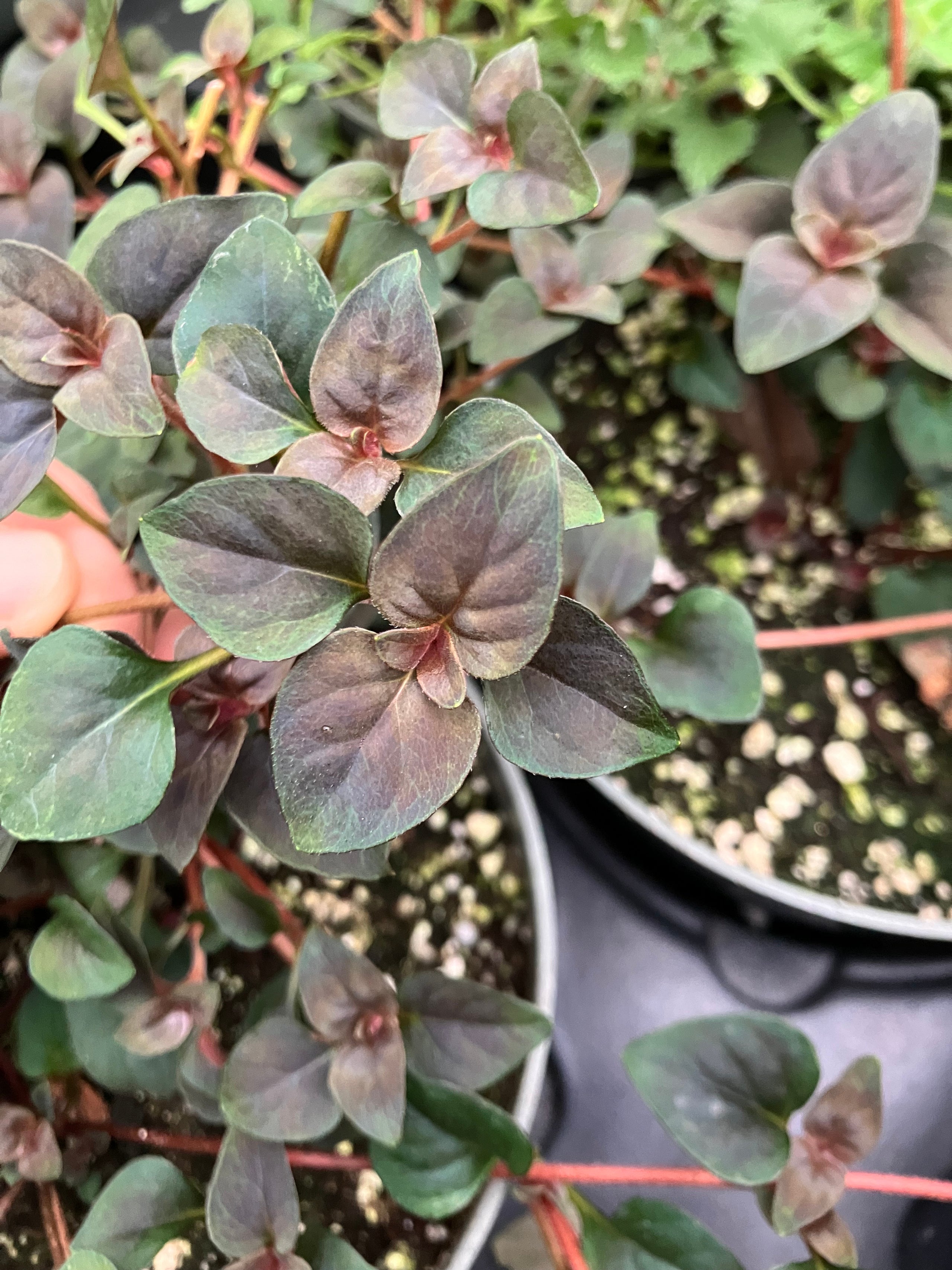 Lysimachia, Dark | Bowensville Farm and Nursery
