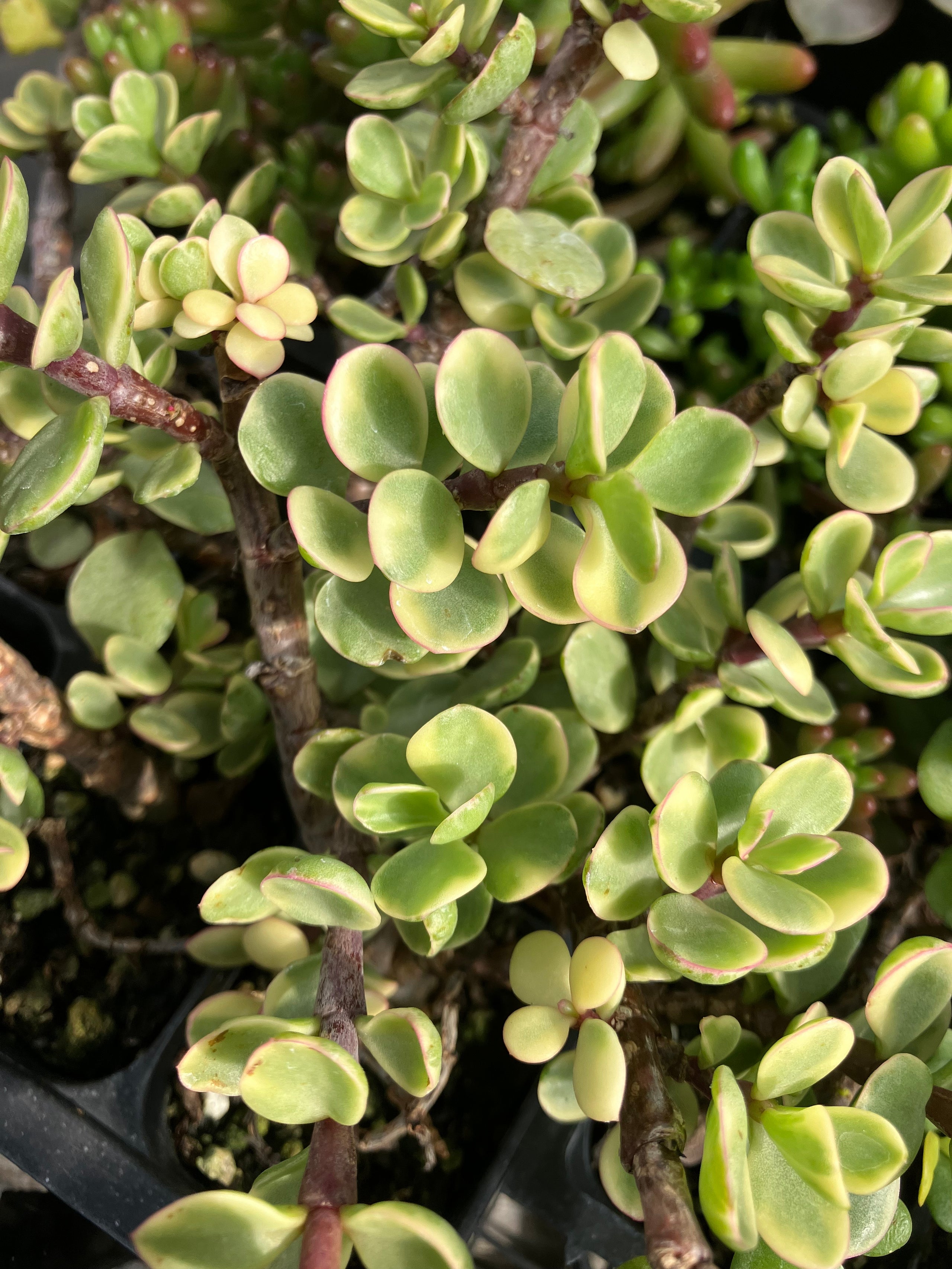 Variegated Rainbow Bush | Bowensville Farm and Nursery