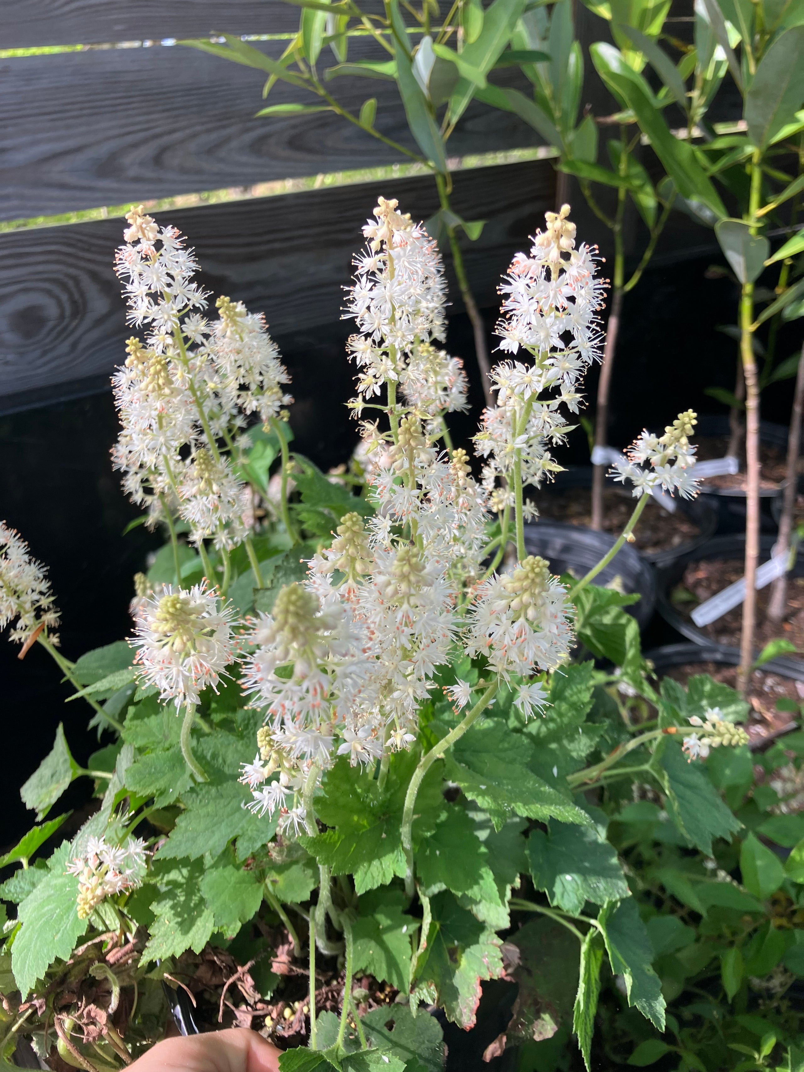 Foam Flower, Tiarella cordifolia | Bowensville Farm and Nursery